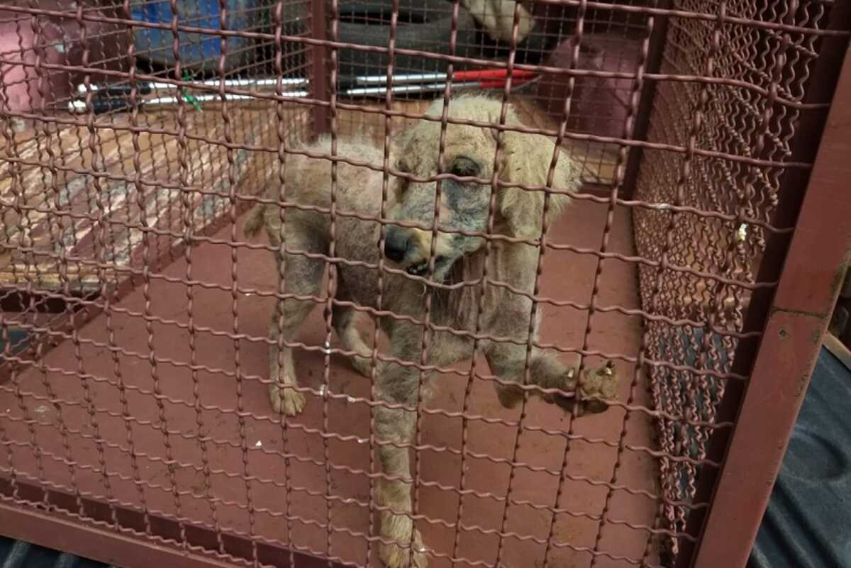 Mulher é autuada e multada por maus tratos a sua cadela de estimação