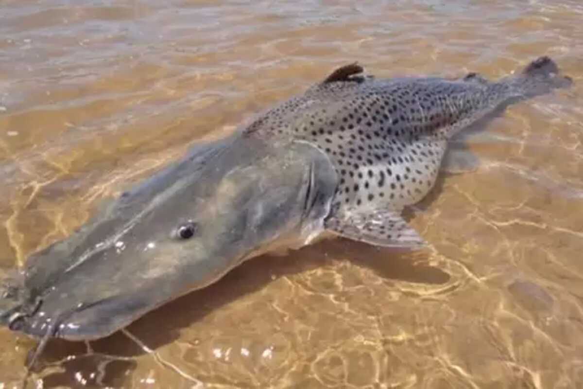 Proibição da pesca do pintado é adiada para 5 de dezembro - Capital do ...