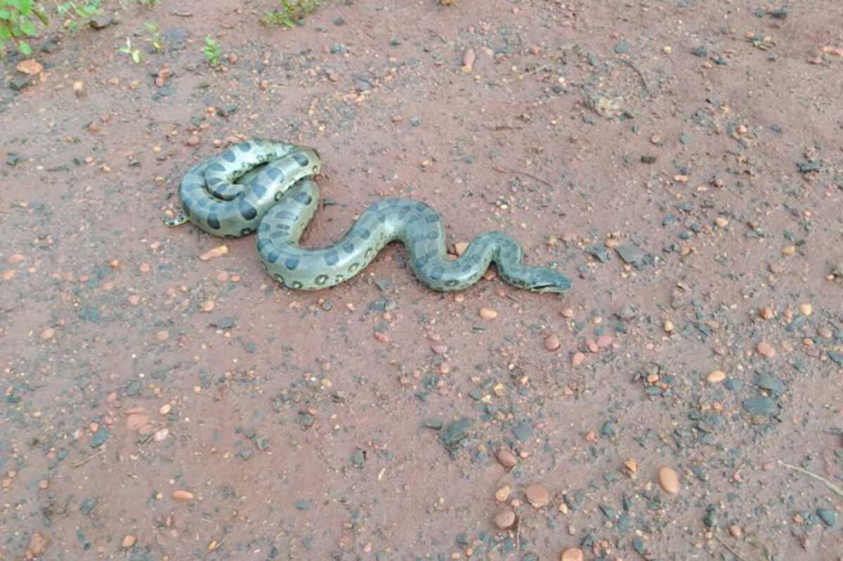 Sucuri de quase três metros é a 5ª serpente capturada na área urbana ...