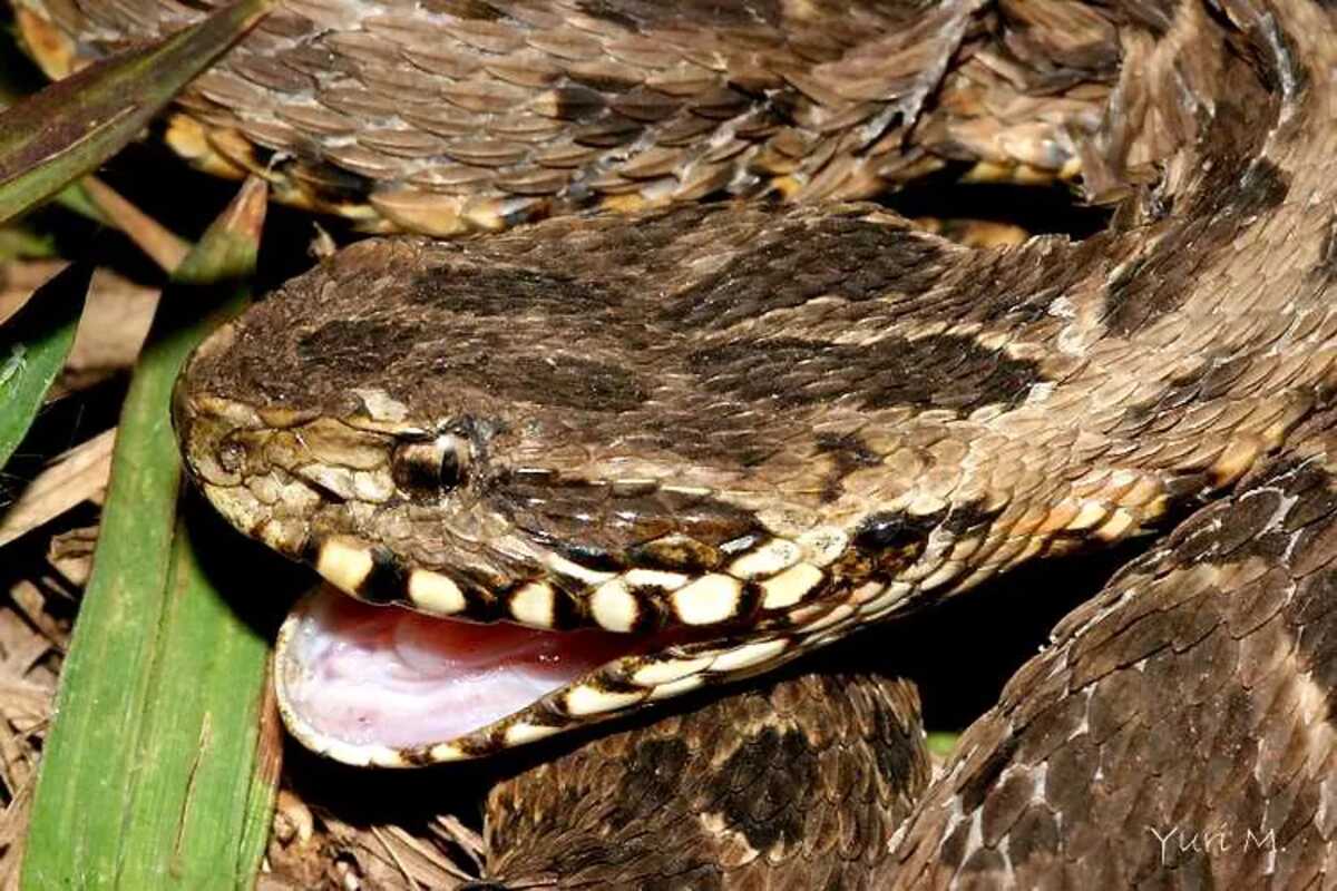 Plantão dos Bombeiros tem vítima picada por serpente 'Boca de Sapo ...