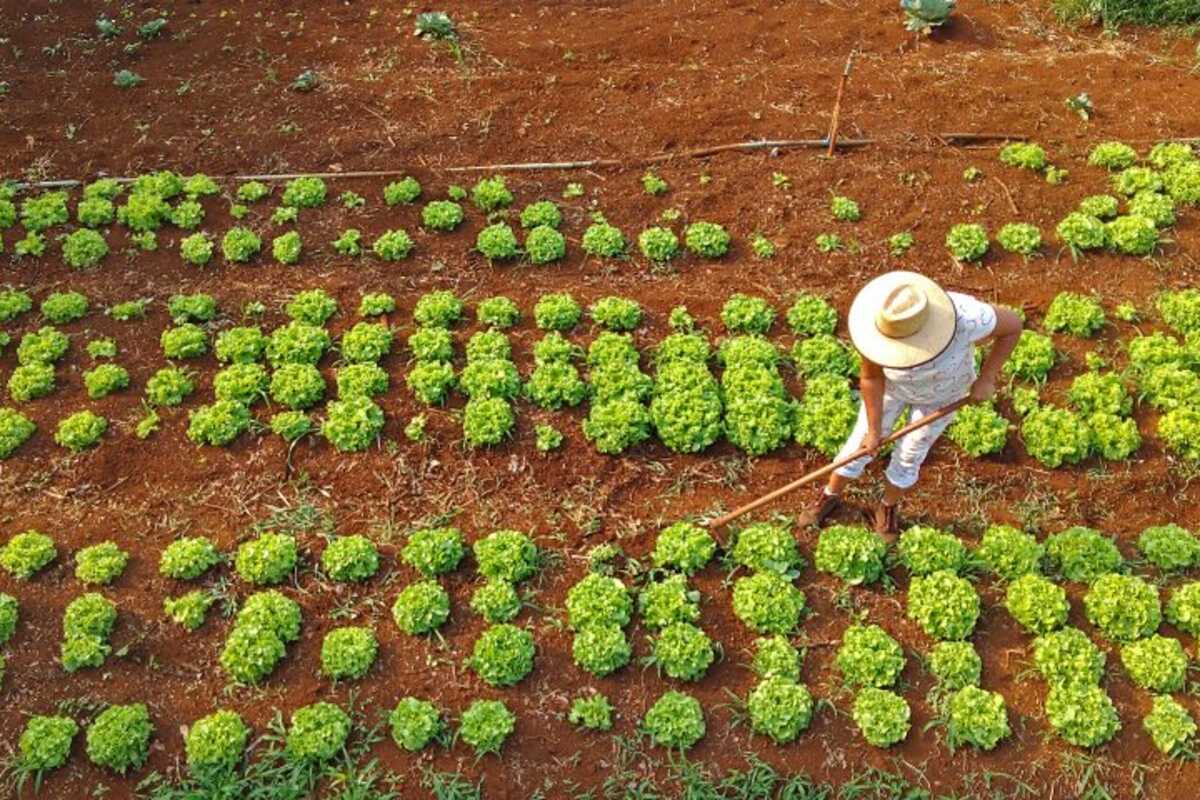 Projeto de criação de agroflorestas em MS vai incluir 800 pequenos ...