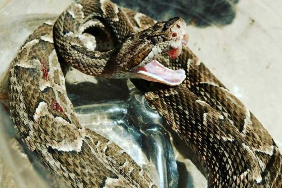 Trabalhador rural é picado por cobra Boca de Sapo na Nhecolândia ...