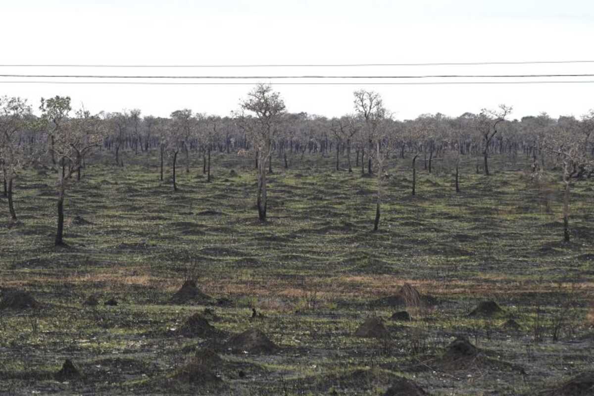 Chuvas reduzem focos de incêndio no Pantanal em mais de 90% em junho - Capital do Pantanal