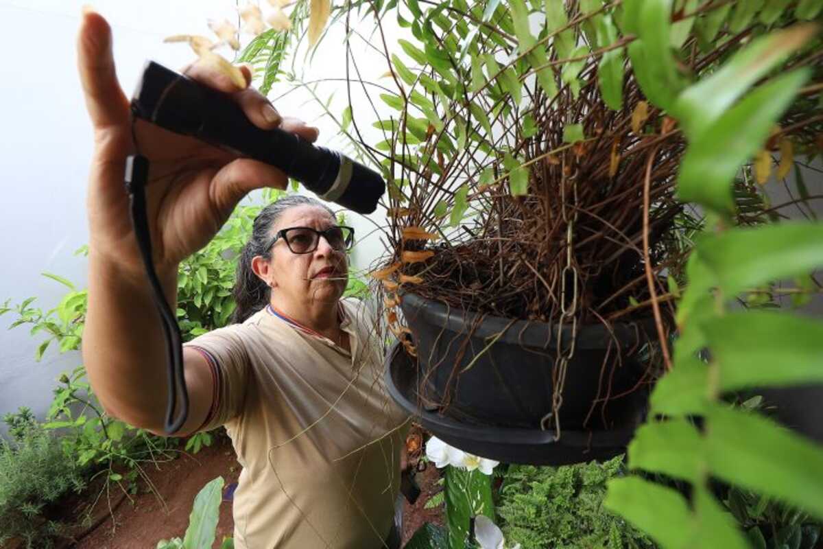 'Dia D' de Combate à Dengue será marcado por ações de conscientização ...