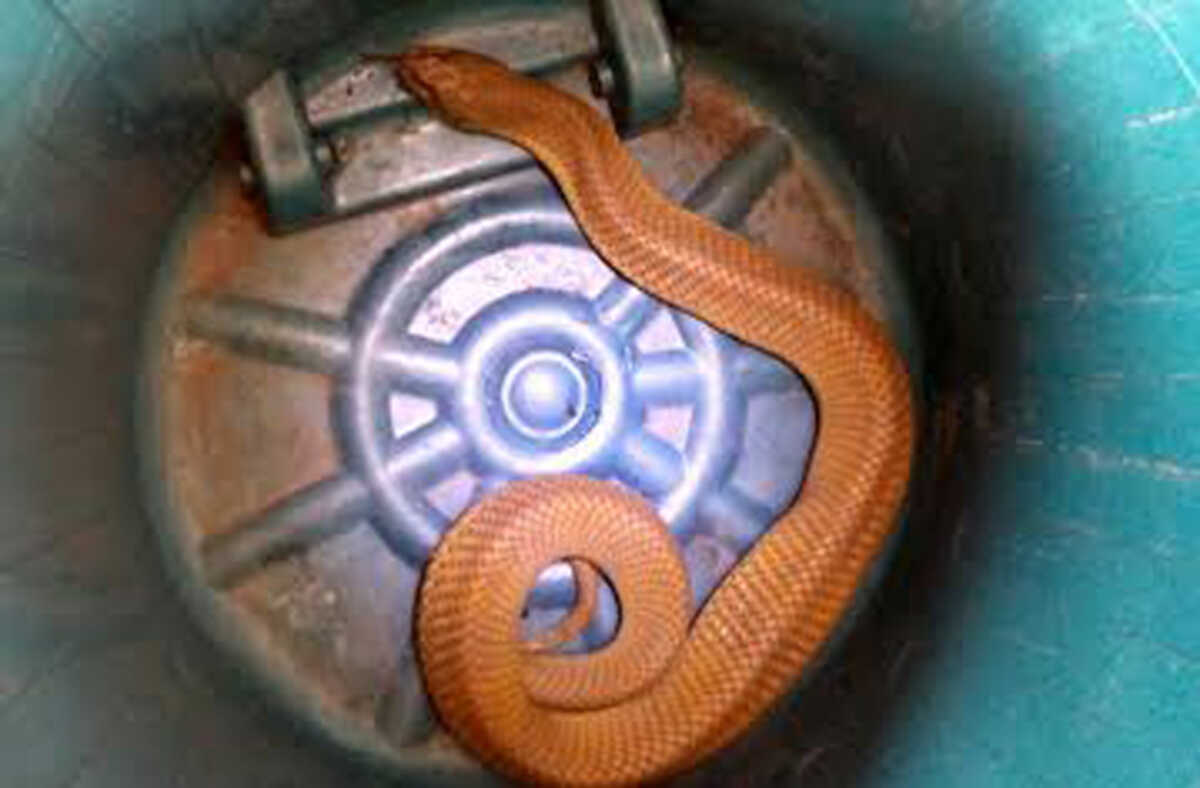 Cobra Boipeva é capturada em residência do Previsul - Capital do Pantanal